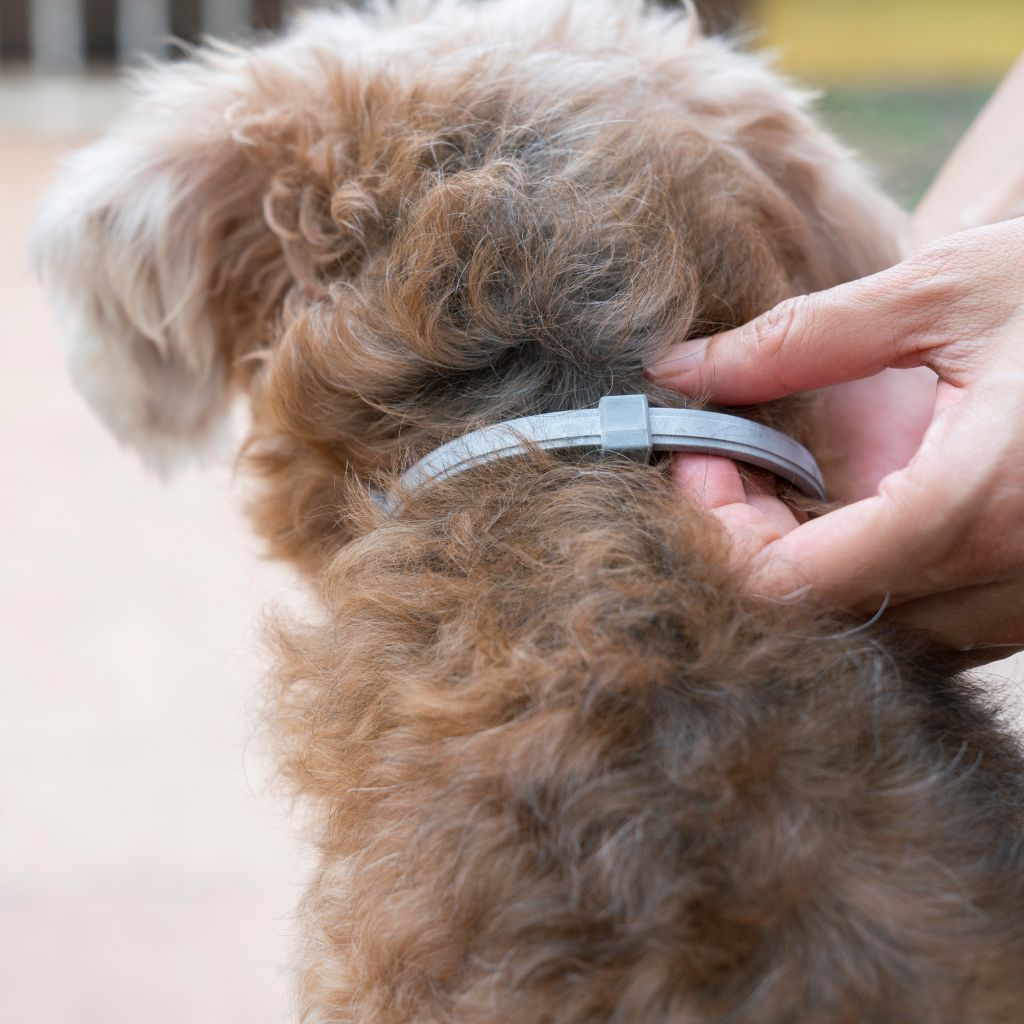 Pet Flea Prevention & Control in Rancho Murieta, CA | Broadway