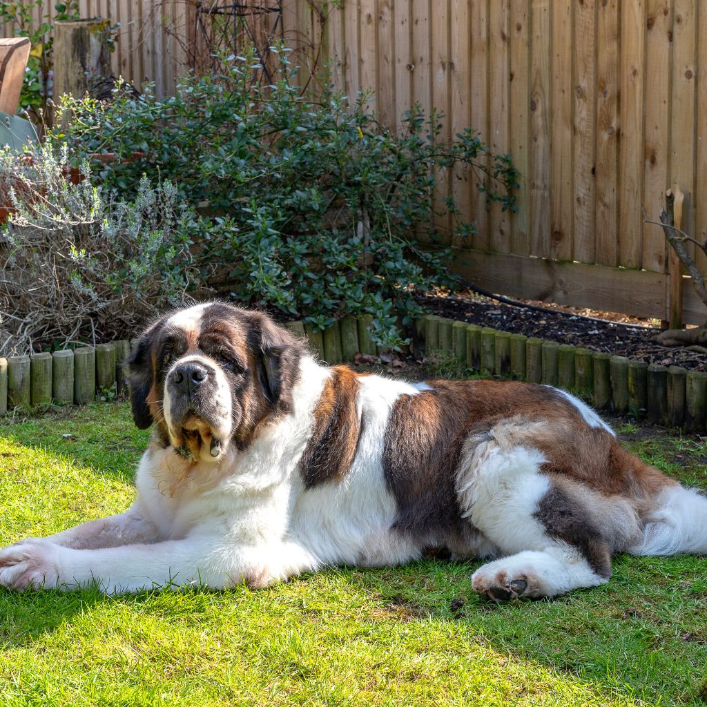 Giant Breed Care in Rancho Murieta, CA | Murieta Pet Hospital